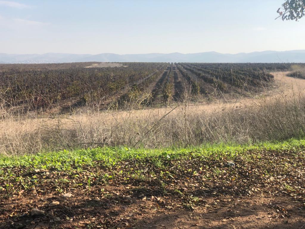 Agricultural land in Israel can be a speculative investment